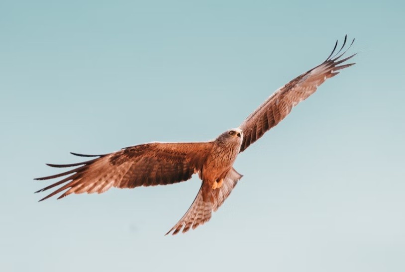 Investigate Property - Brisbane Buyers Agency - Be Ready to Swoop